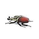 grand goliath beetle model | Animal Crossing: New Horizons (ACNH) (ACNH ...