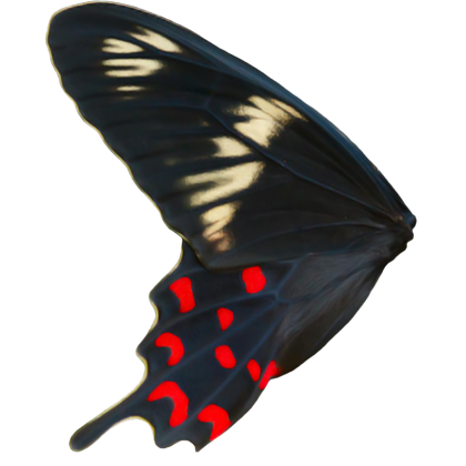 Raven Flutter | Royale High (RH) Wiki