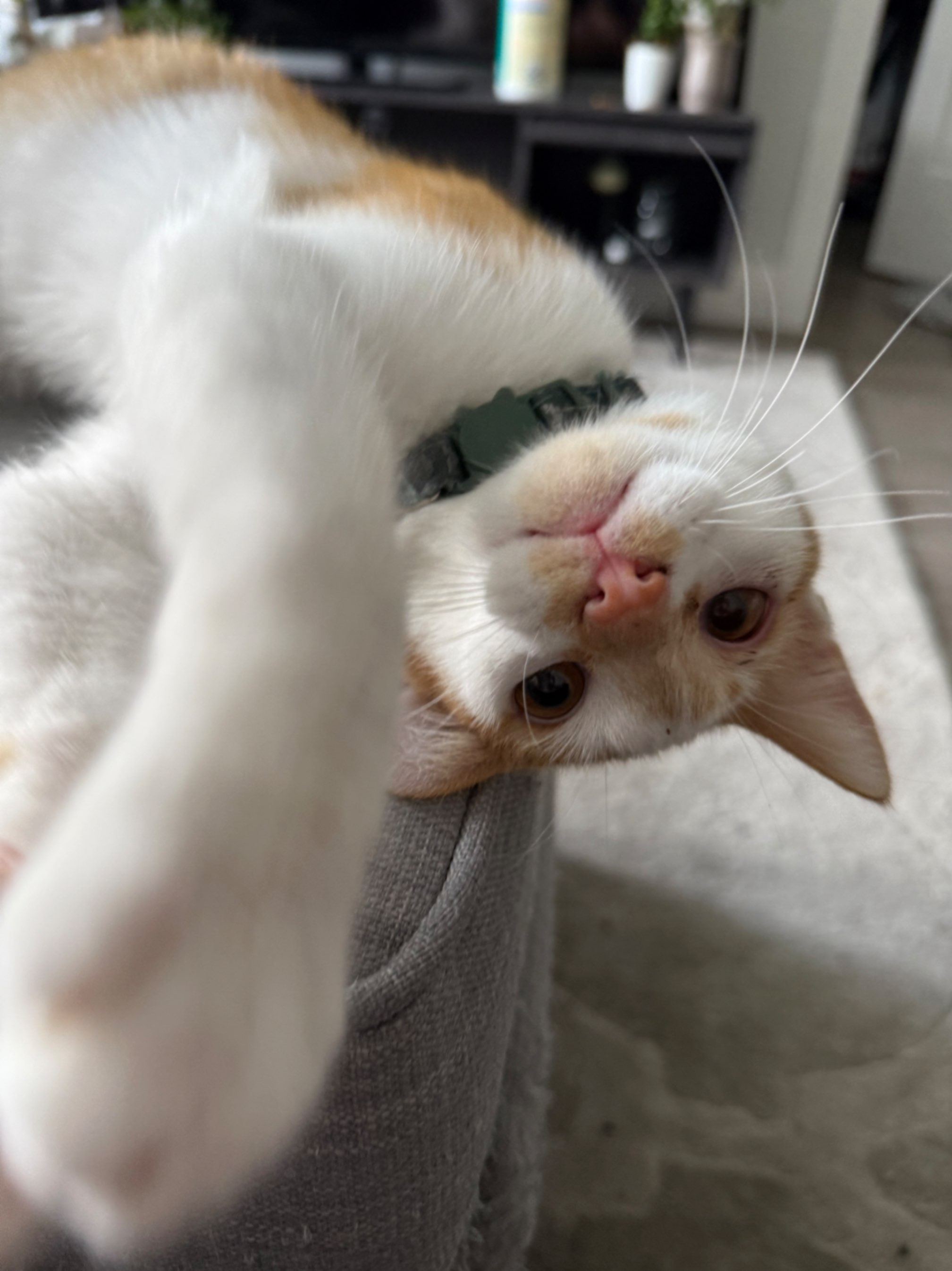 Ocean Set - Roblox Murder Mystery 2 (MM2) Trade | Traderie