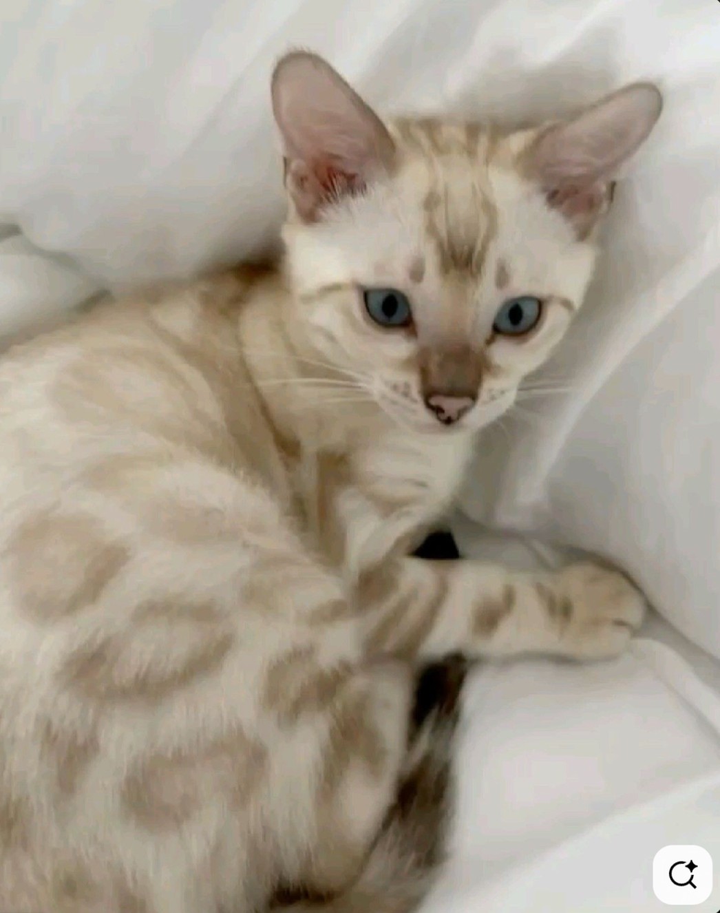 Whimsy Witch Set - Royale High (RH) Trade | Traderie