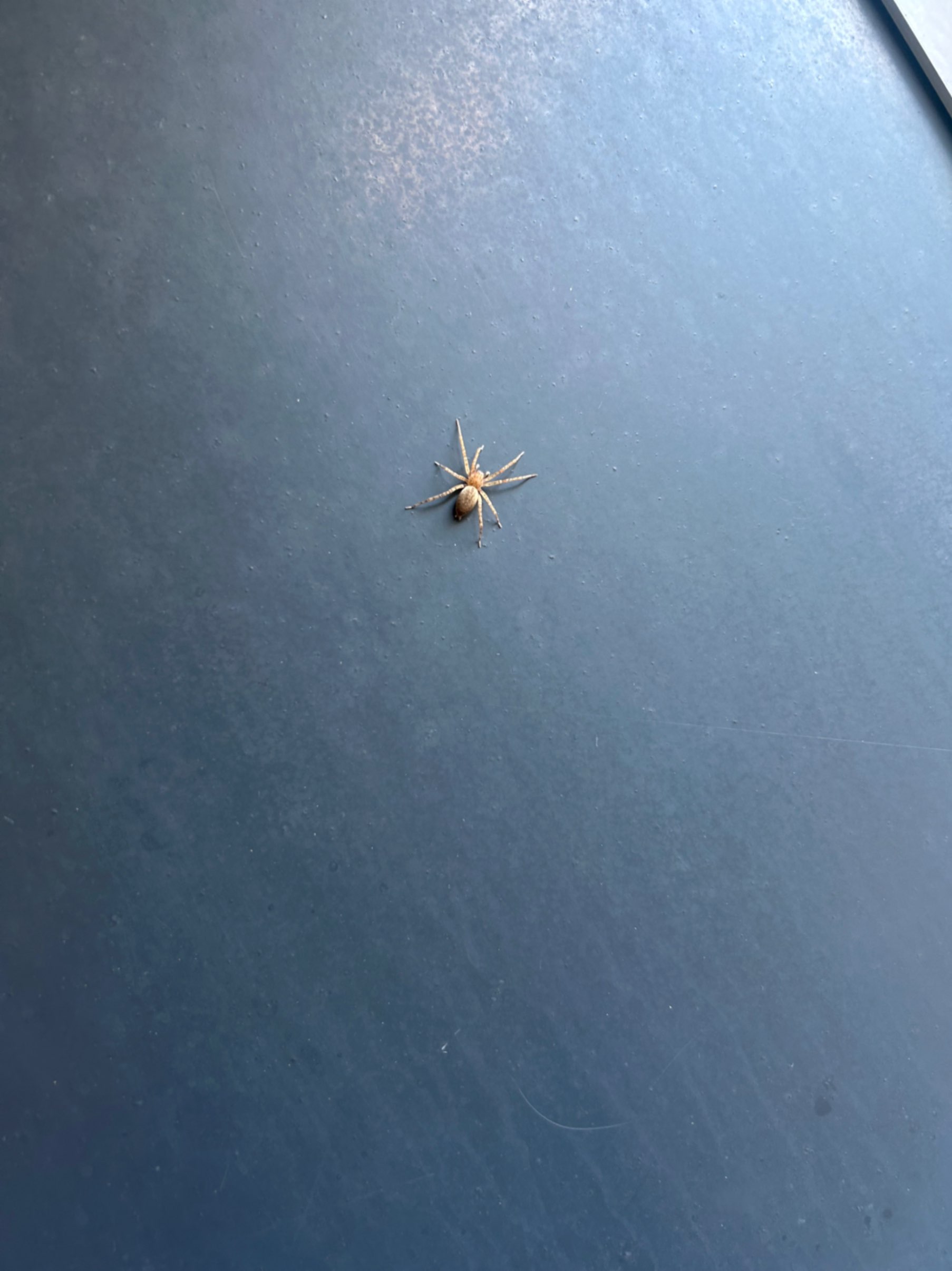 Haetae - Roblox Adopt Me Trade | Traderie