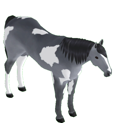 Blue Roan Paint Horses