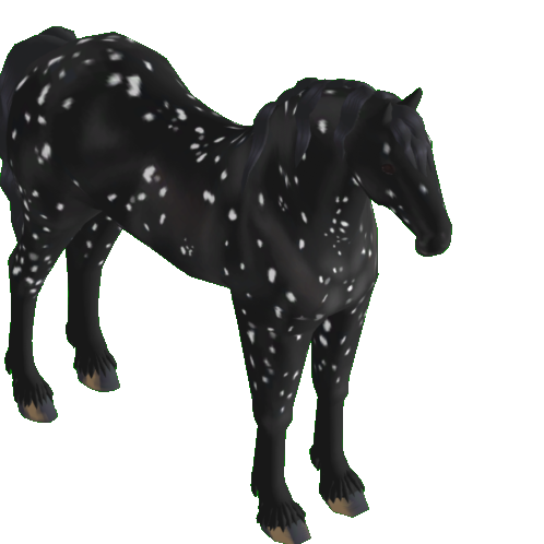 Black Snowflake Appaloosa